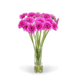 Paars gerbera's bestellen | Natuurlijk bij Bloomgift.nl